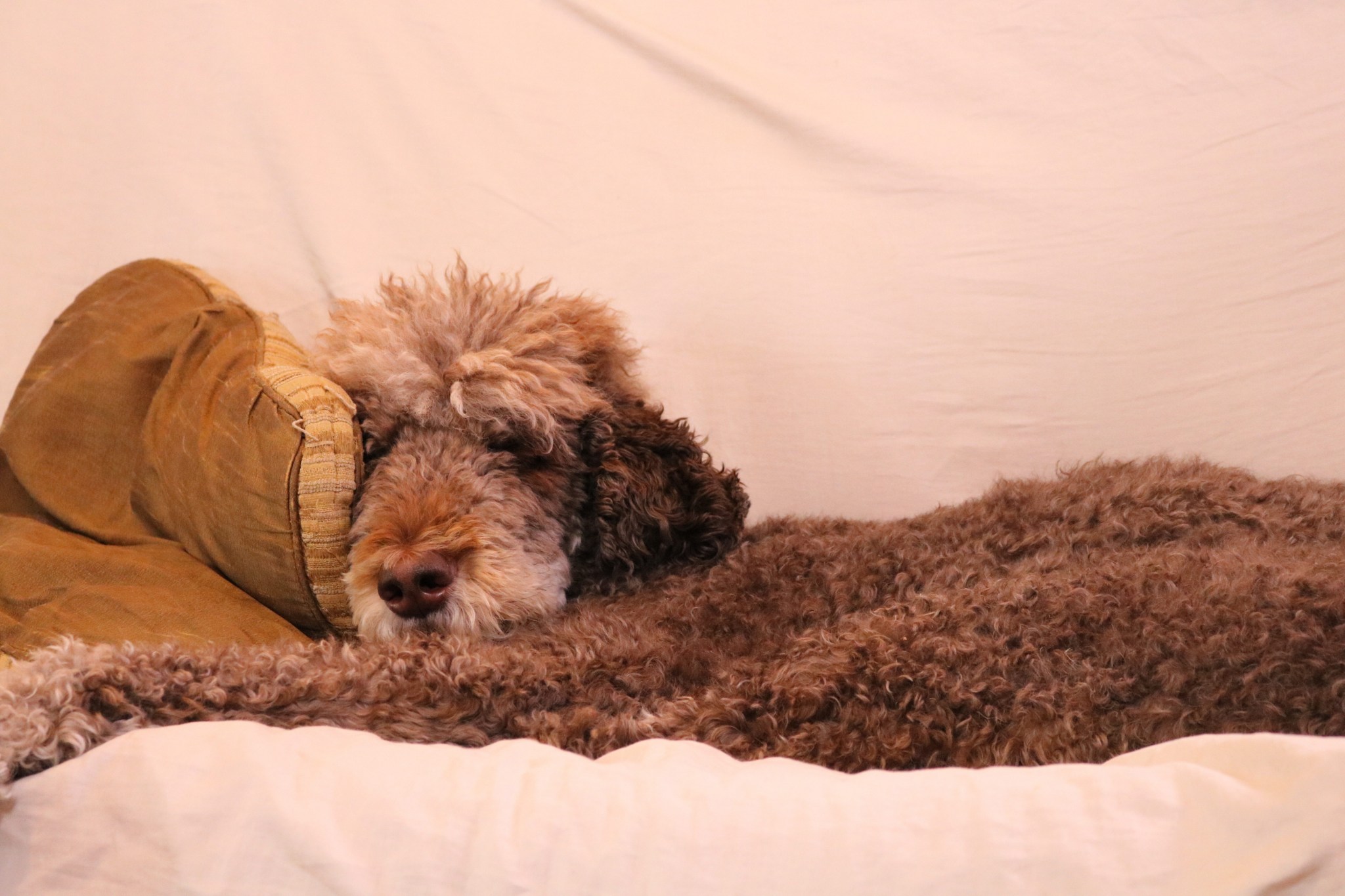 Professional Editor Critiques 225 Unpublished Novel Openings – Ellen Brock